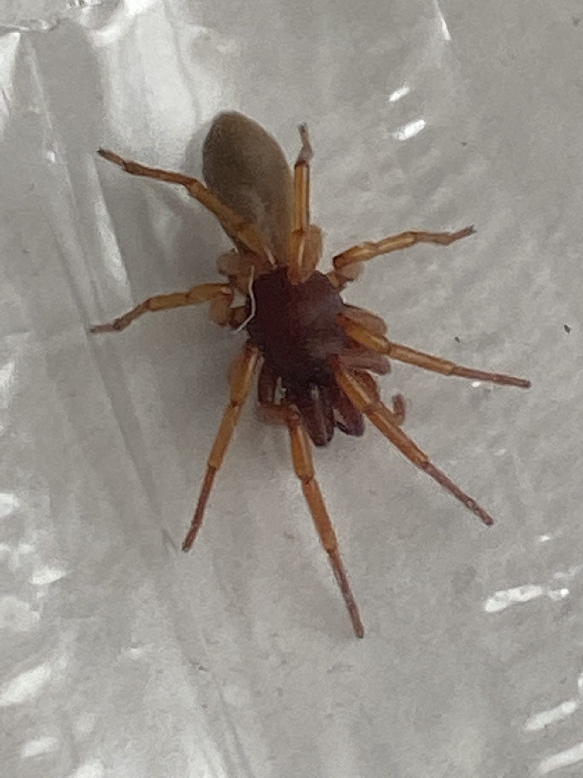 Dysdera Crocata - Woodlouse Spider - USA Spiders