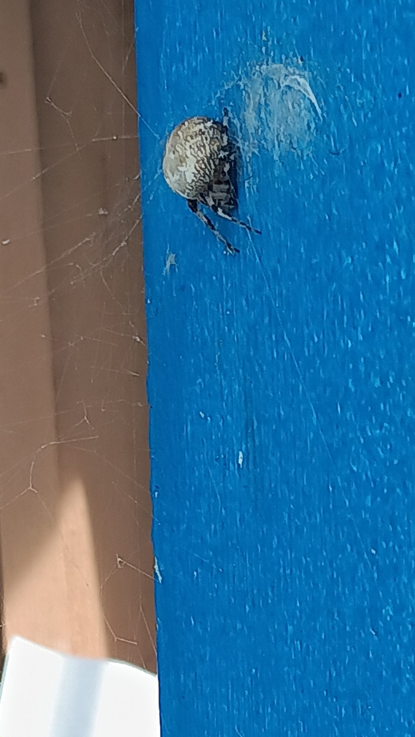 USA Spider Identification - USA Spiders