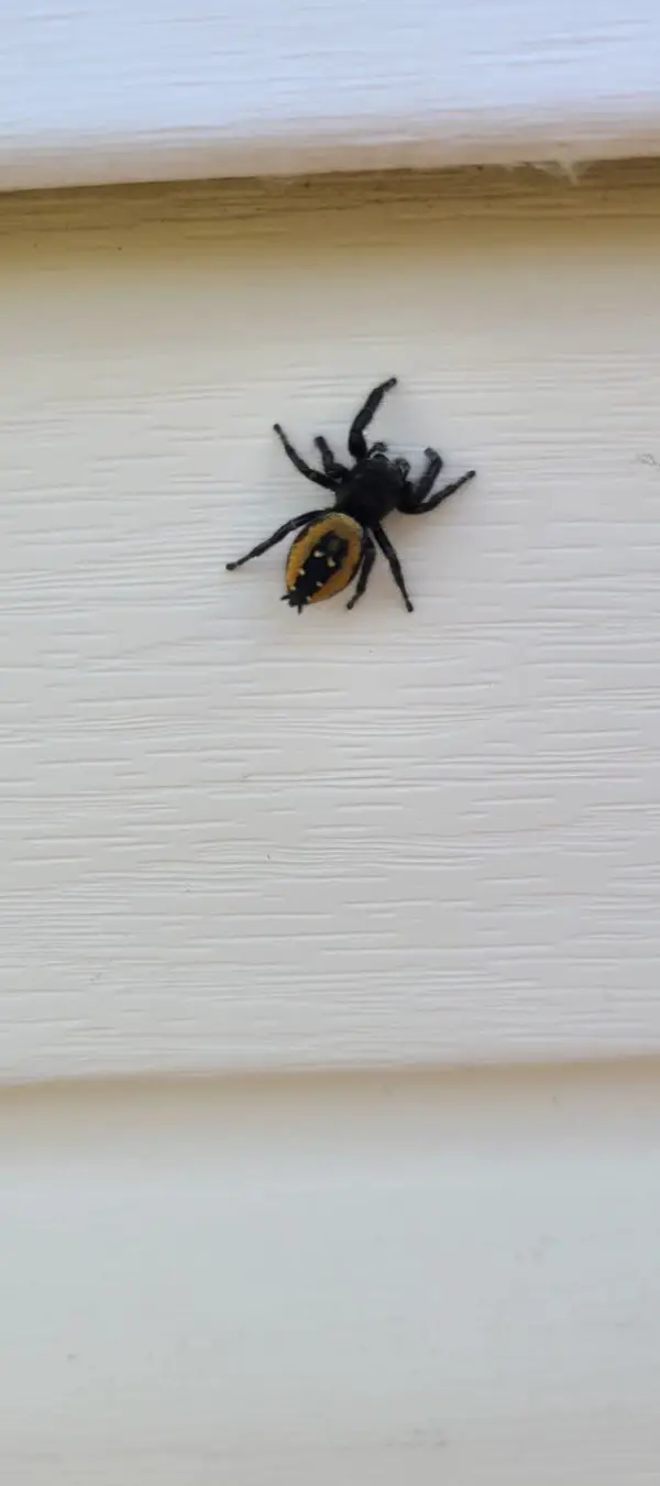 Phidippus Johnsoni - Red-Backed Jumping Spider - USA Spiders