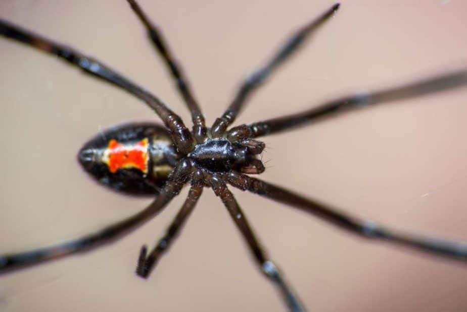 Latrodectus Mactans - Southern Black Widow - USA Spiders
