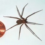 Spiders in New Jersey - USA Spiders
