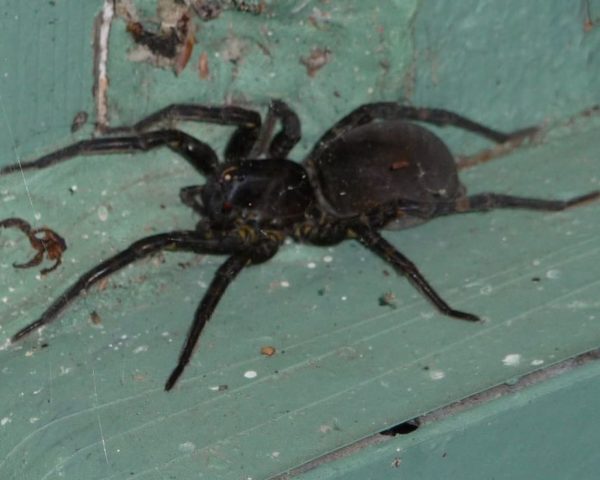Lycosidae - Wolf Spider - USA Spiders