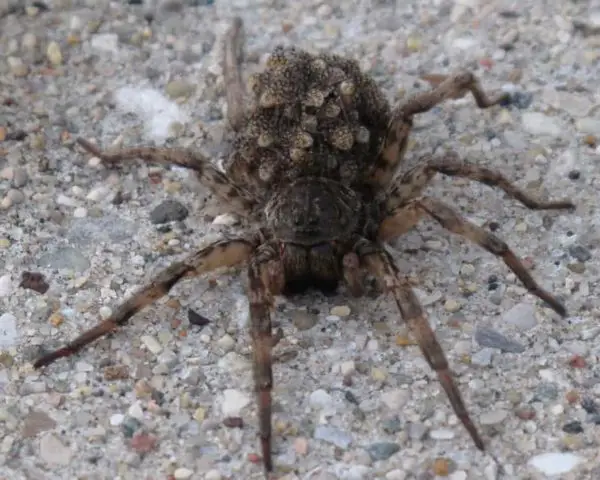 Lycosidae - Wolf Spider - USA Spiders