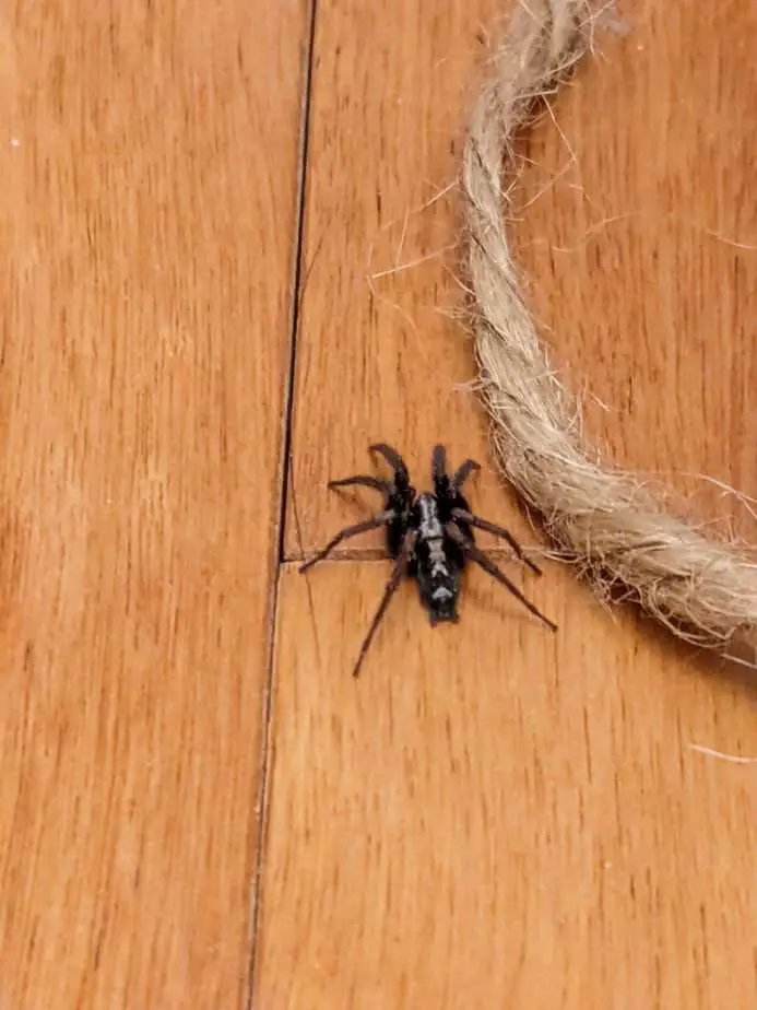 Herpyllus Ecclesiasticus - Eastern Parson Spider - USA Spiders