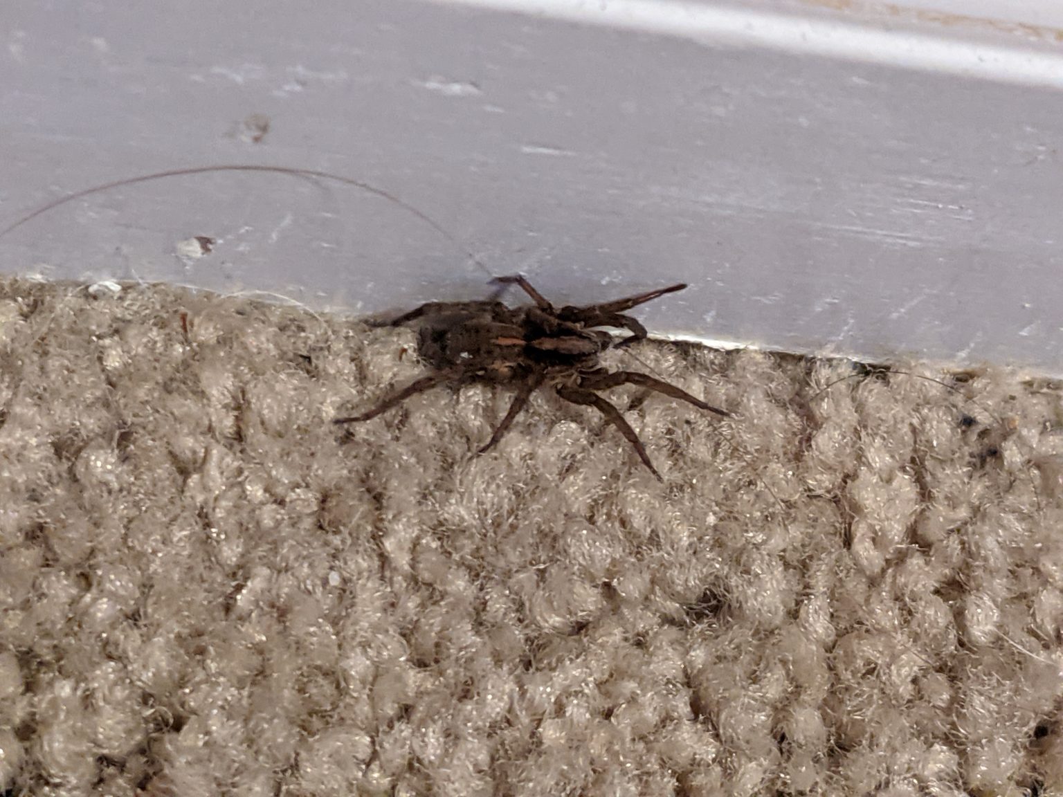 Agelenopsis - American Grass Spider - USA Spiders