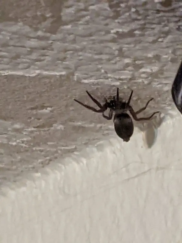 Scotophaeus Blackwalli - Mouse Spider - USA Spiders