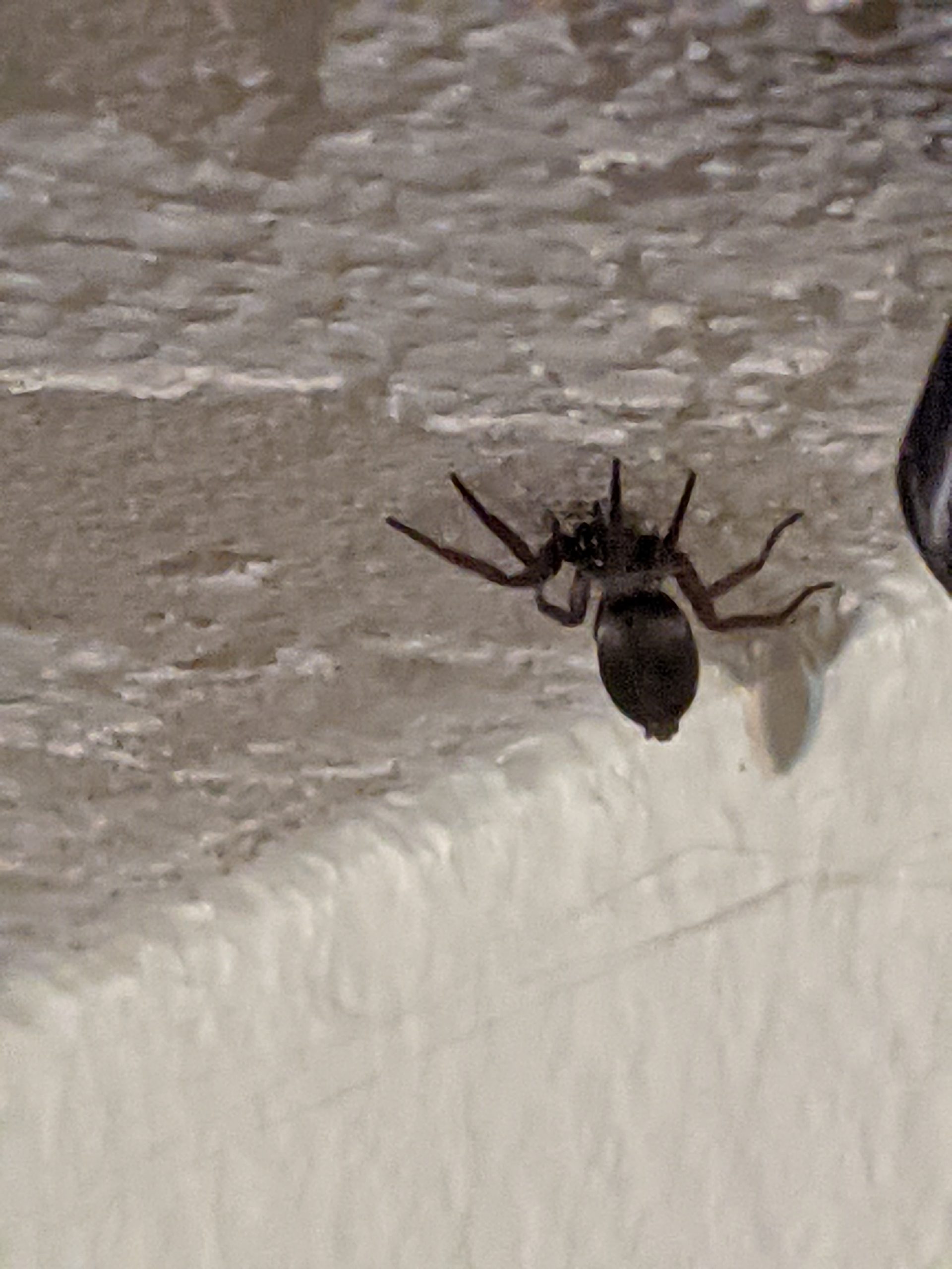 Scotophaeus Blackwalli - Mouse Spider - USA Spiders
