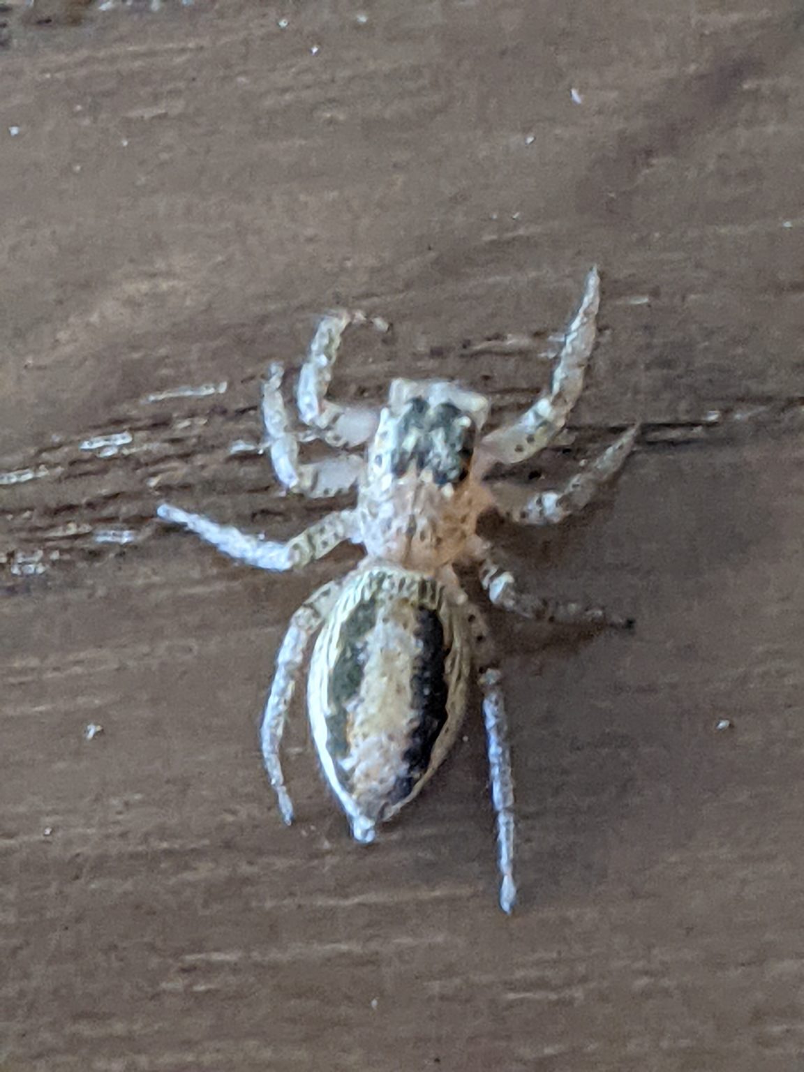 Maevia Inclemens - Dimorphic Jumper - USA Spiders