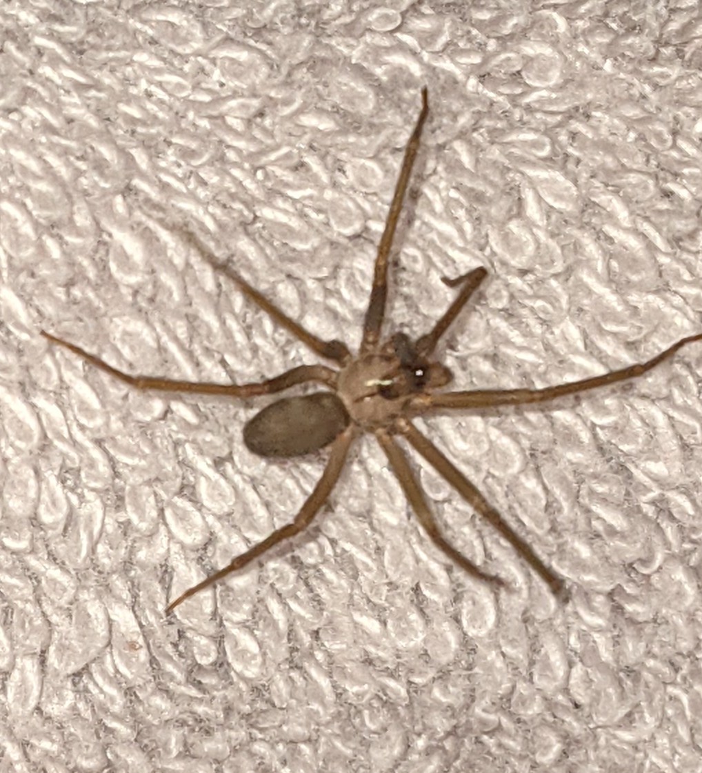 Frontinella Pyramitela - Bowl and Doily Spider - USA Spiders