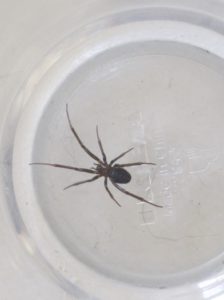 Steatoda Grossa - False Black Widow Spider - USA Spiders