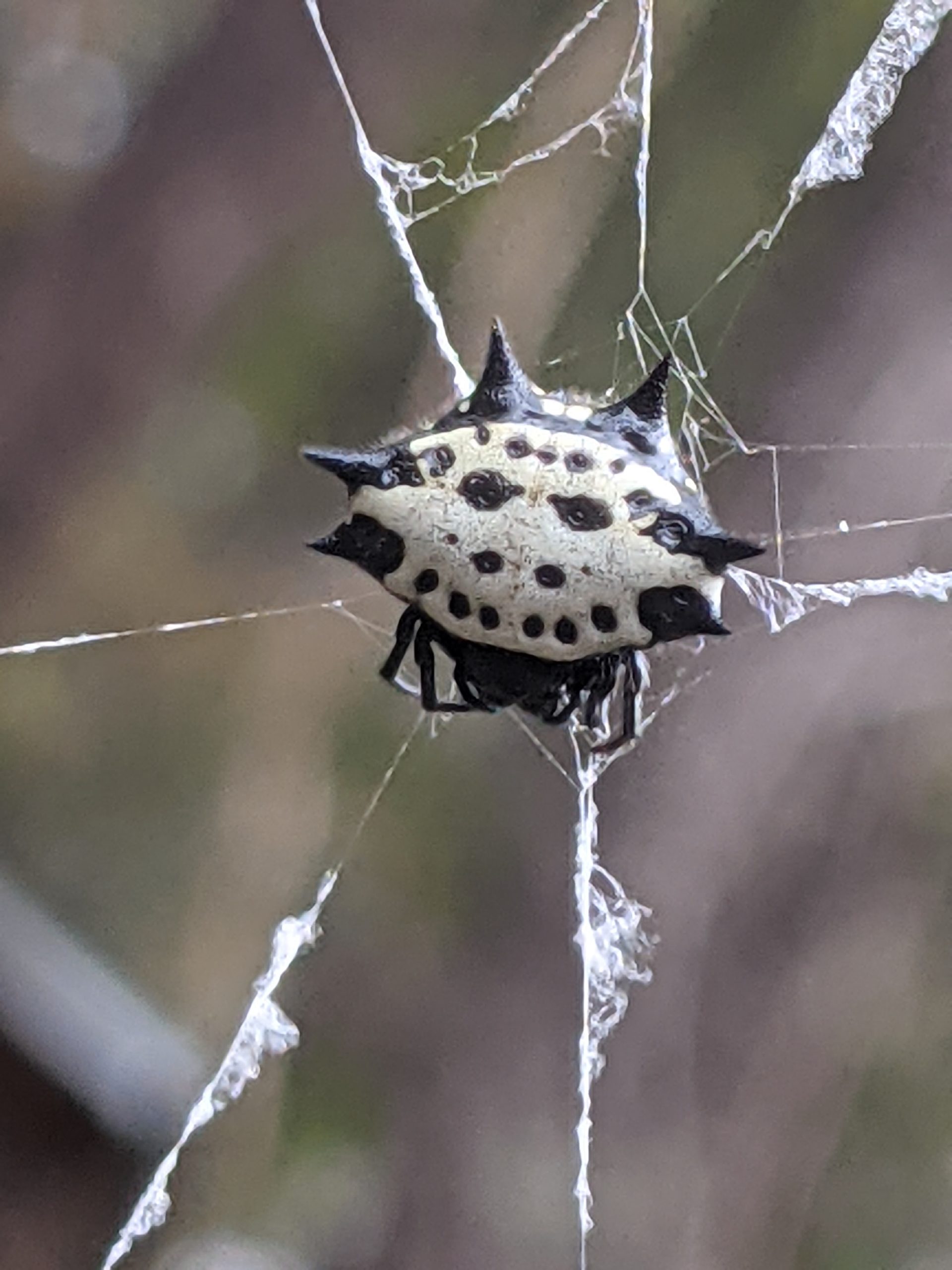 Gasteracantha Cancriformis - Spinybacked Orb Weaver - USA Spiders