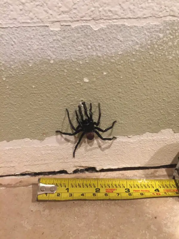 Ummidia - Trap-Door Spider - USA Spiders