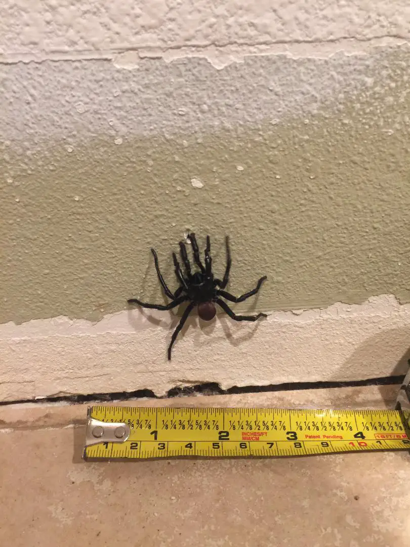 Ummidia - Trap-Door Spider - USA Spiders