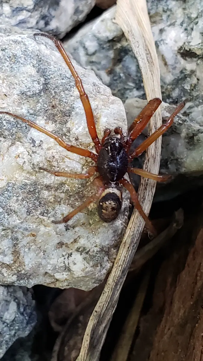 Steatoda nobilis - Noble False Widow - USA Spiders