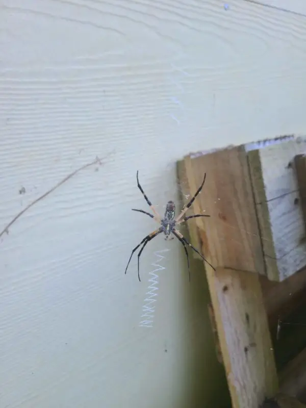 Argiope Argentata – Silver Garden Spider - USA Spiders