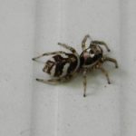 Salticus Scenicus - Zebra Spider - USA Spiders