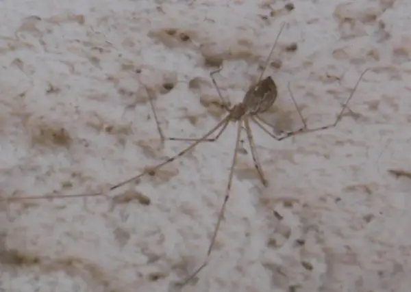 Steatoda Bipunctata - Rabbit Hutch Spider - USA Spiders