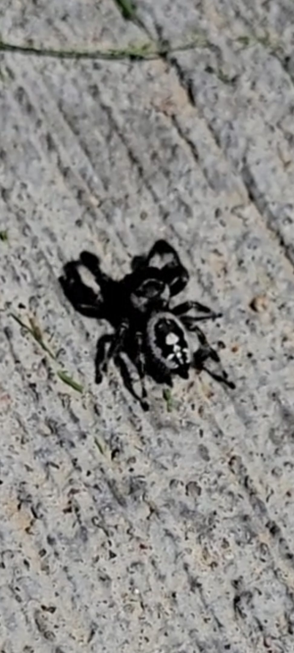 Phidippus Regius - Regal Jumping Spider - USA Spiders