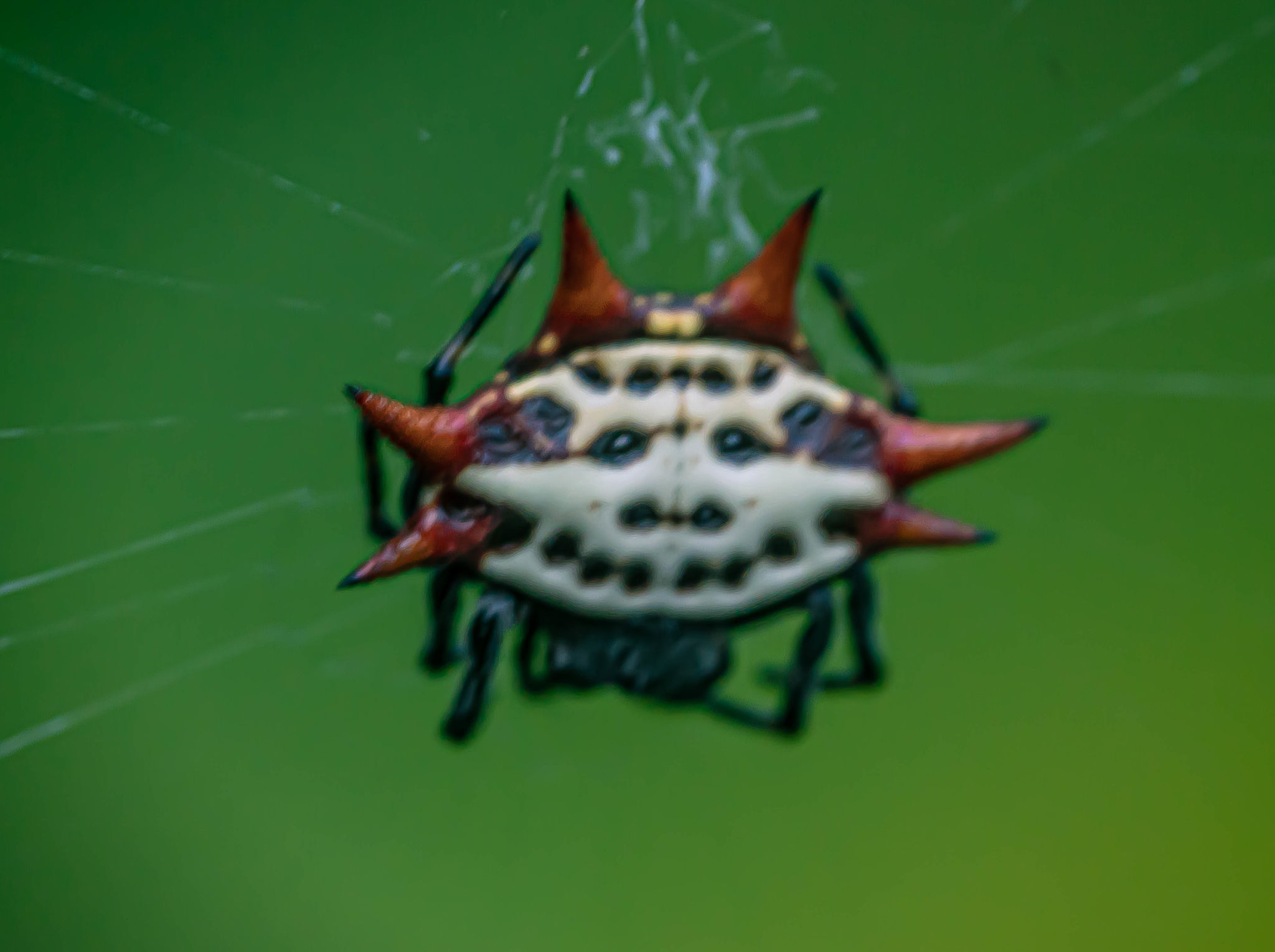 Gasteracantha Cancriformis - Spinybacked Orb Weaver - USA Spiders
