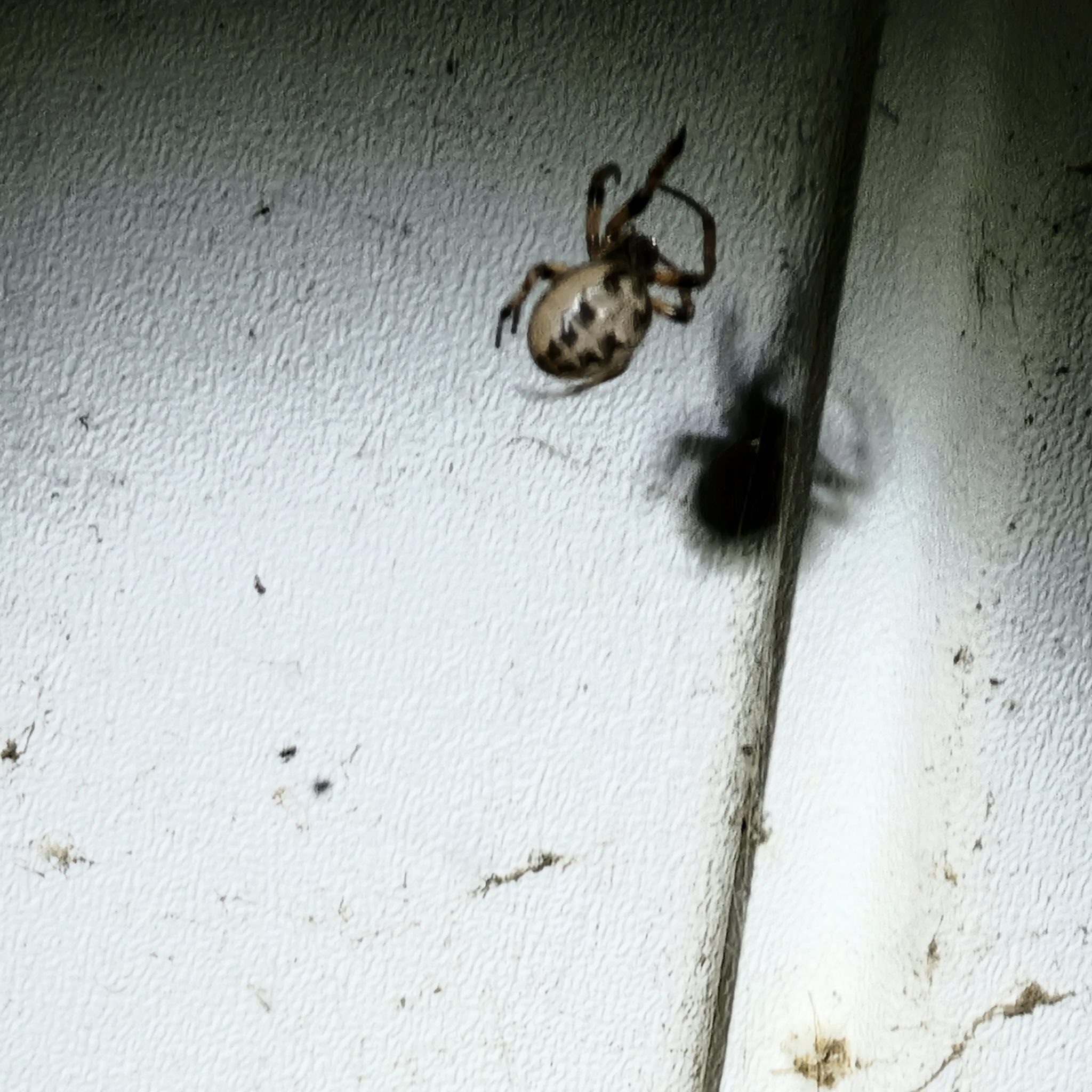 Larinioides Cornutus - Furrow Spider - USA Spiders