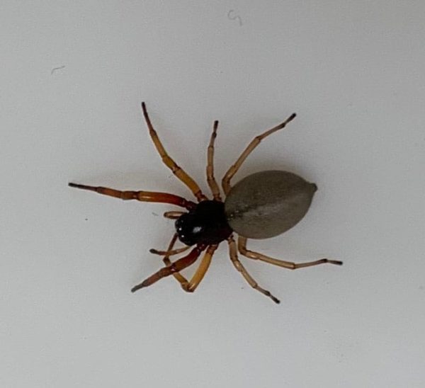 Trachelas Tranquillus - Broad-Faced Sac Spider - USA Spiders