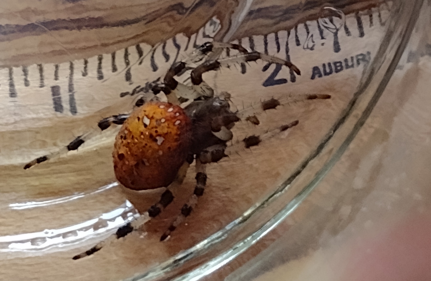 Araneus Trifolium - Shamrock Spider - USA Spiders