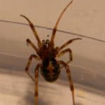 Steatoda Triangulosa - Triangulate Cobweb Spider - USA Spiders