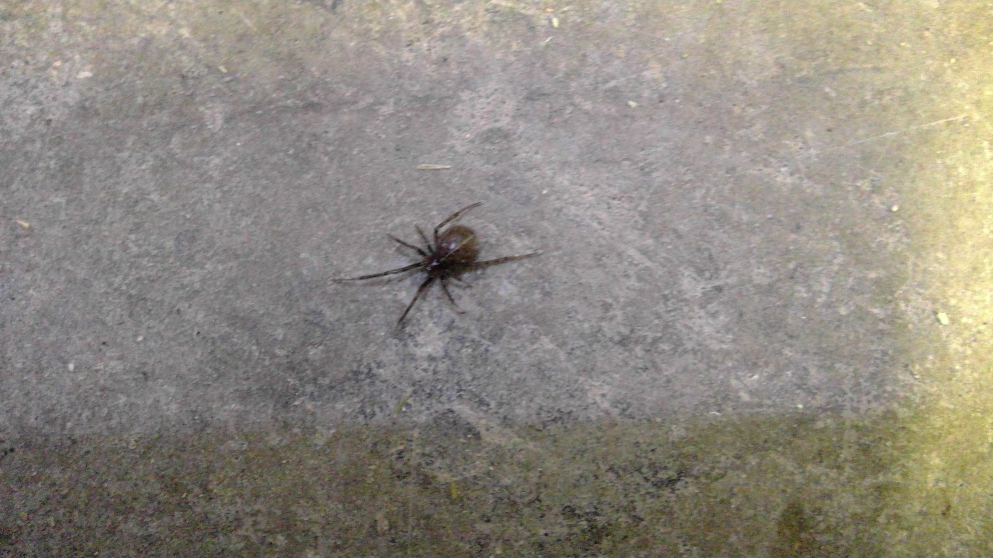 Steatoda Bipunctata - Rabbit Hutch Spider - USA Spiders