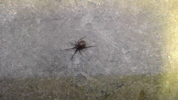 Steatoda Bipunctata - Rabbit Hutch Spider - USA Spiders