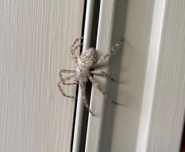 Araneus Gemmoides - Cat-Faced Spider or Jewel Spider - USA Spiders