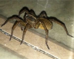 Lycosidae - Wolf Spider - USA Spiders
