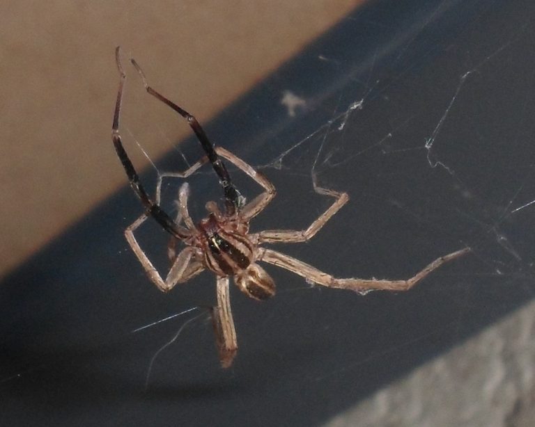 Lycosidae - Wolf Spider - USA Spiders