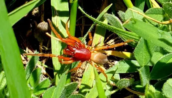 USA Spider Identification - USA Spiders