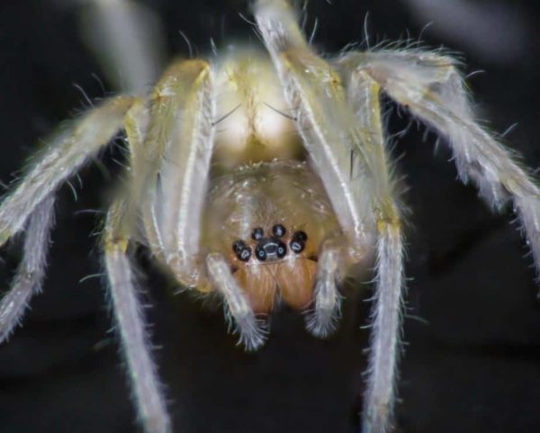Cheiracanthium Mildei - Northern Yellow Sac Spider - USA Spiders
