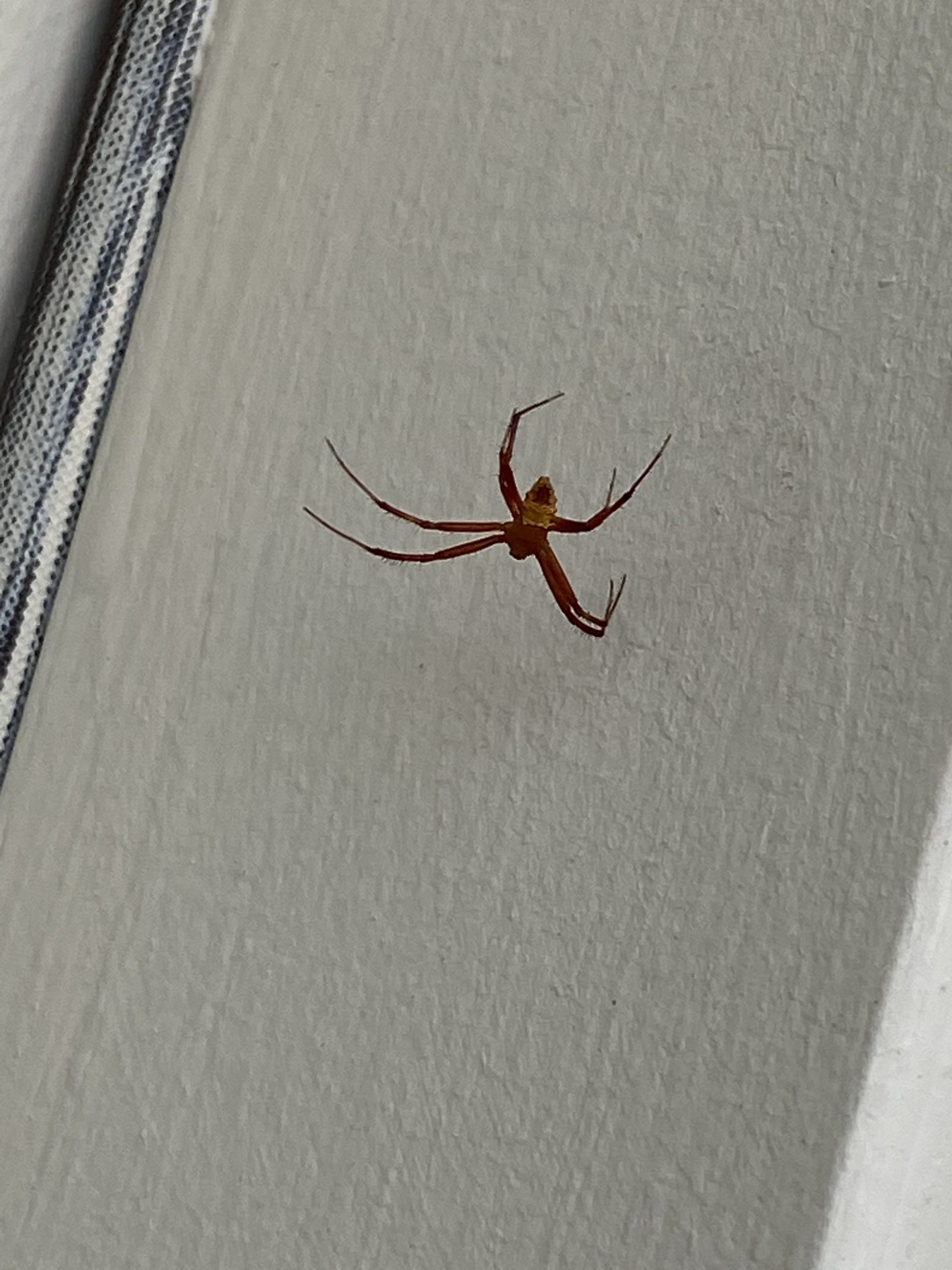 Argiope Argentata – Silver Garden Spider - USA Spiders