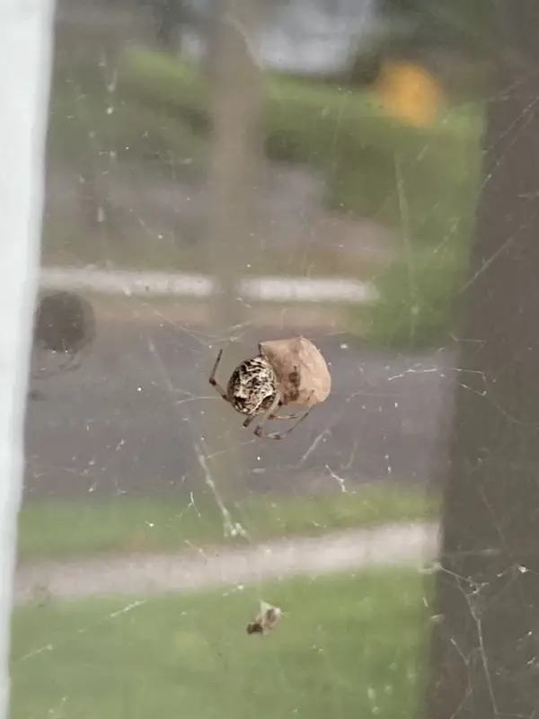 Parasteatoda tepidariorum - The Common House Spider - USA Spiders