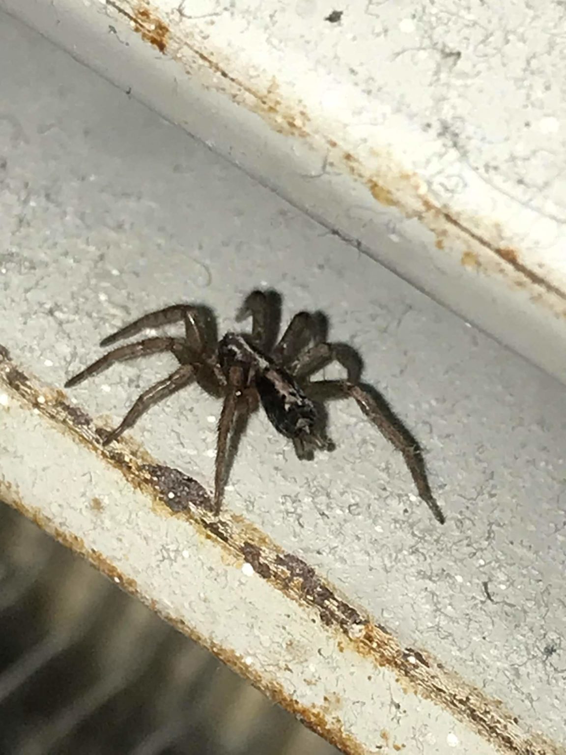 Herpyllus Ecclesiasticus - Eastern Parson Spider - USA Spiders