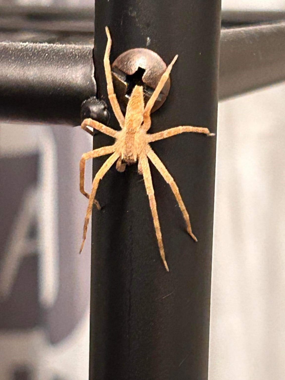 Pisaurina Mira - American Nursery Web Spider - USA Spiders