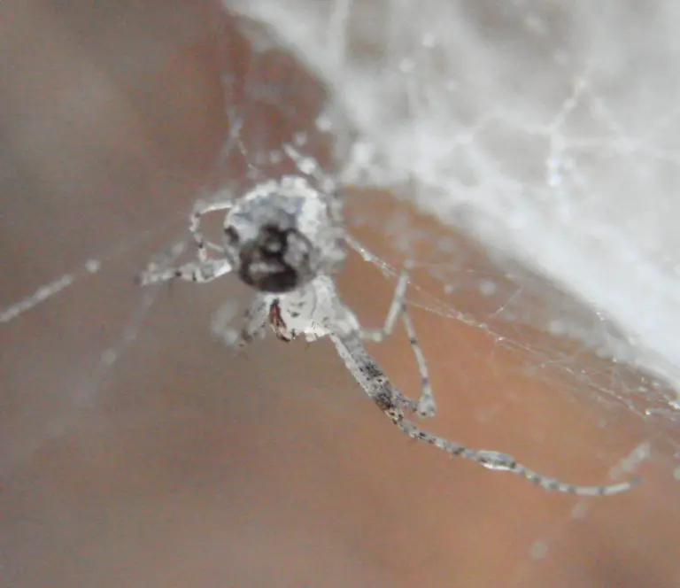 Larinioides Cornutus - Furrow Spider - USA Spiders