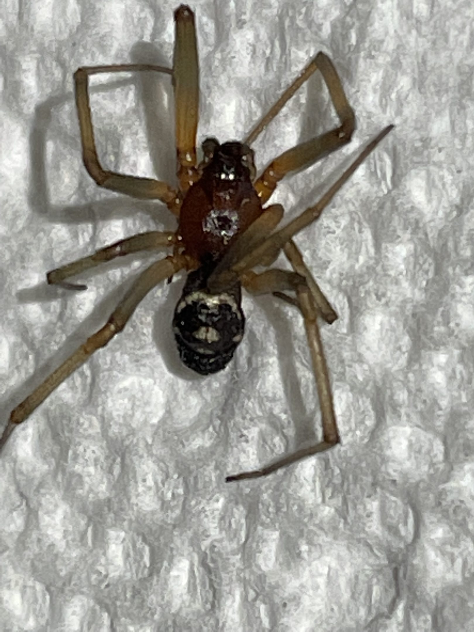 Steatoda Grossa - False Black Widow Spider - USA Spiders