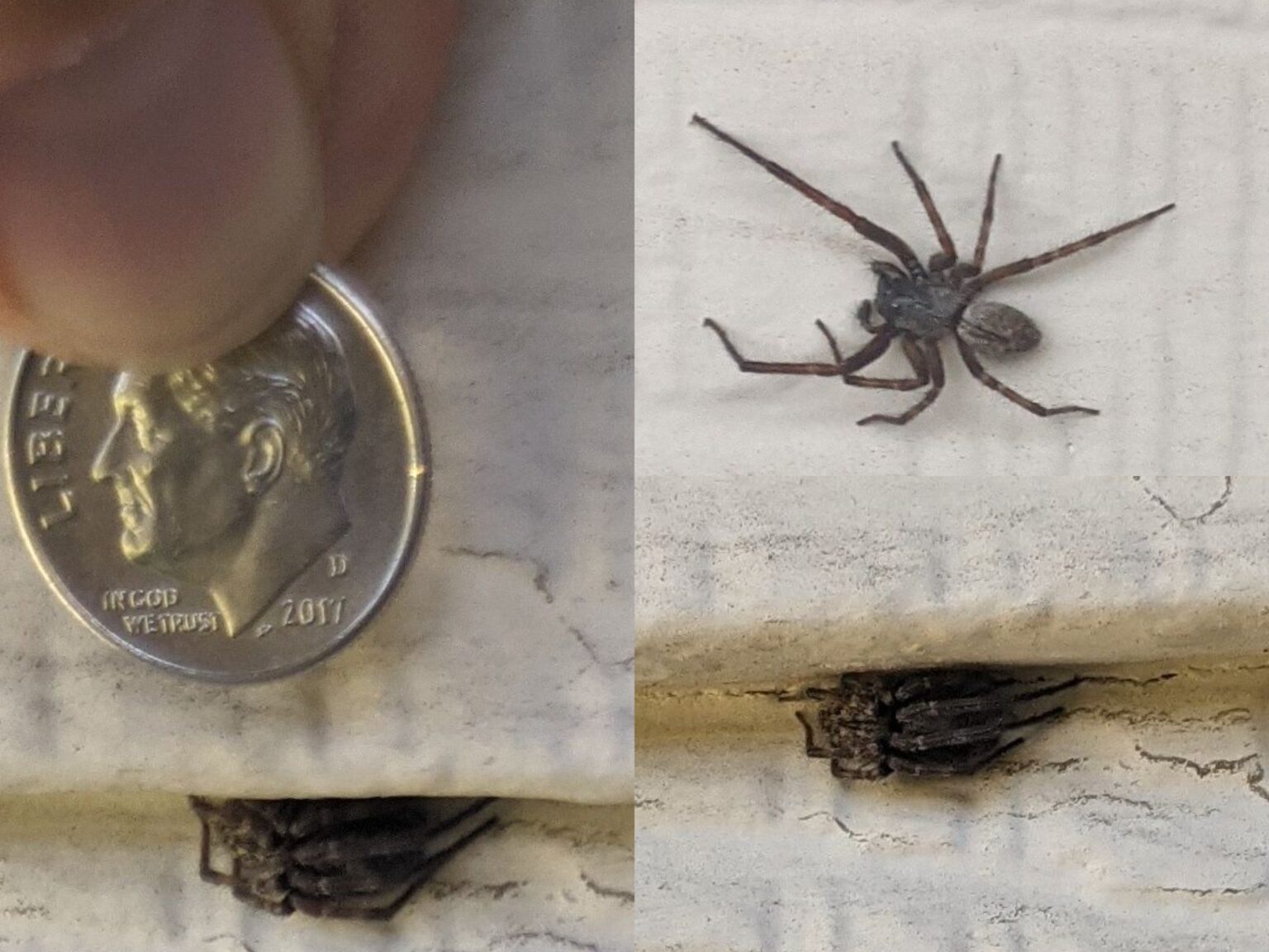 Gray House Spider - Badumna Longinqua - USA Spiders