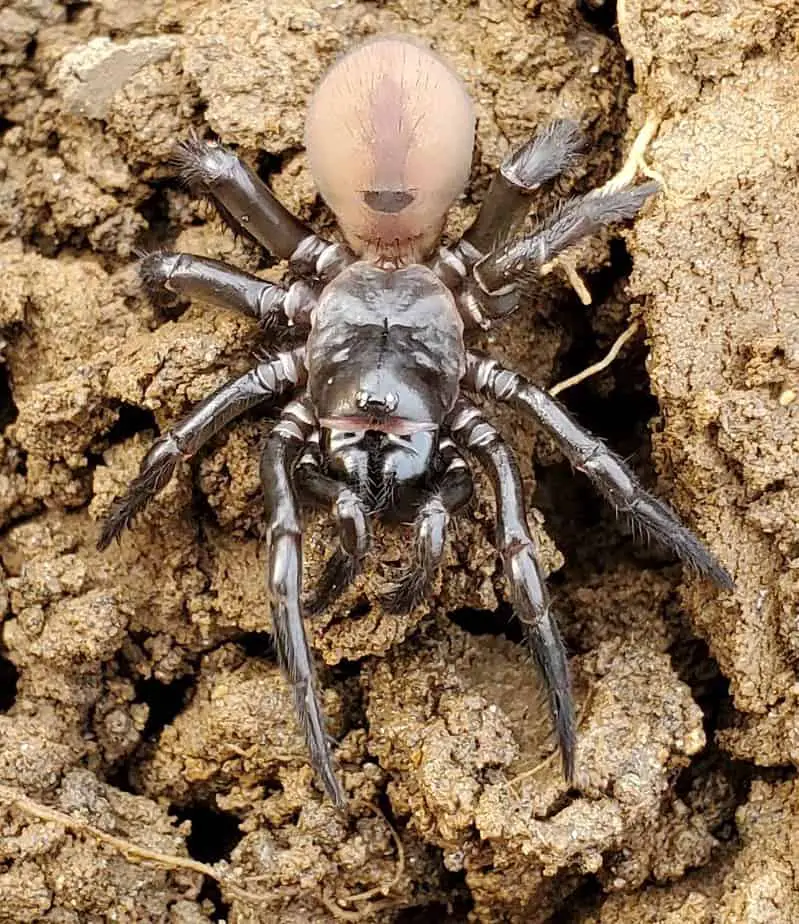 Ummidia - Trap-Door Spider - USA Spiders