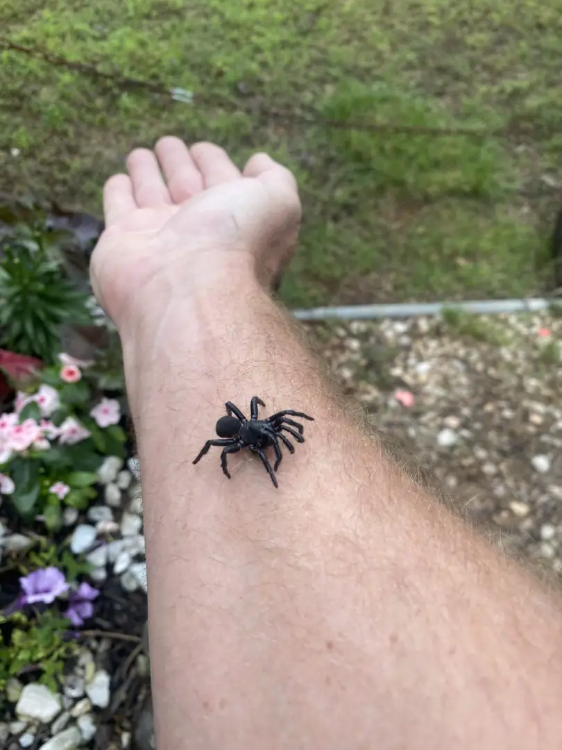 Ummidia - Trap-Door Spider - USA Spiders