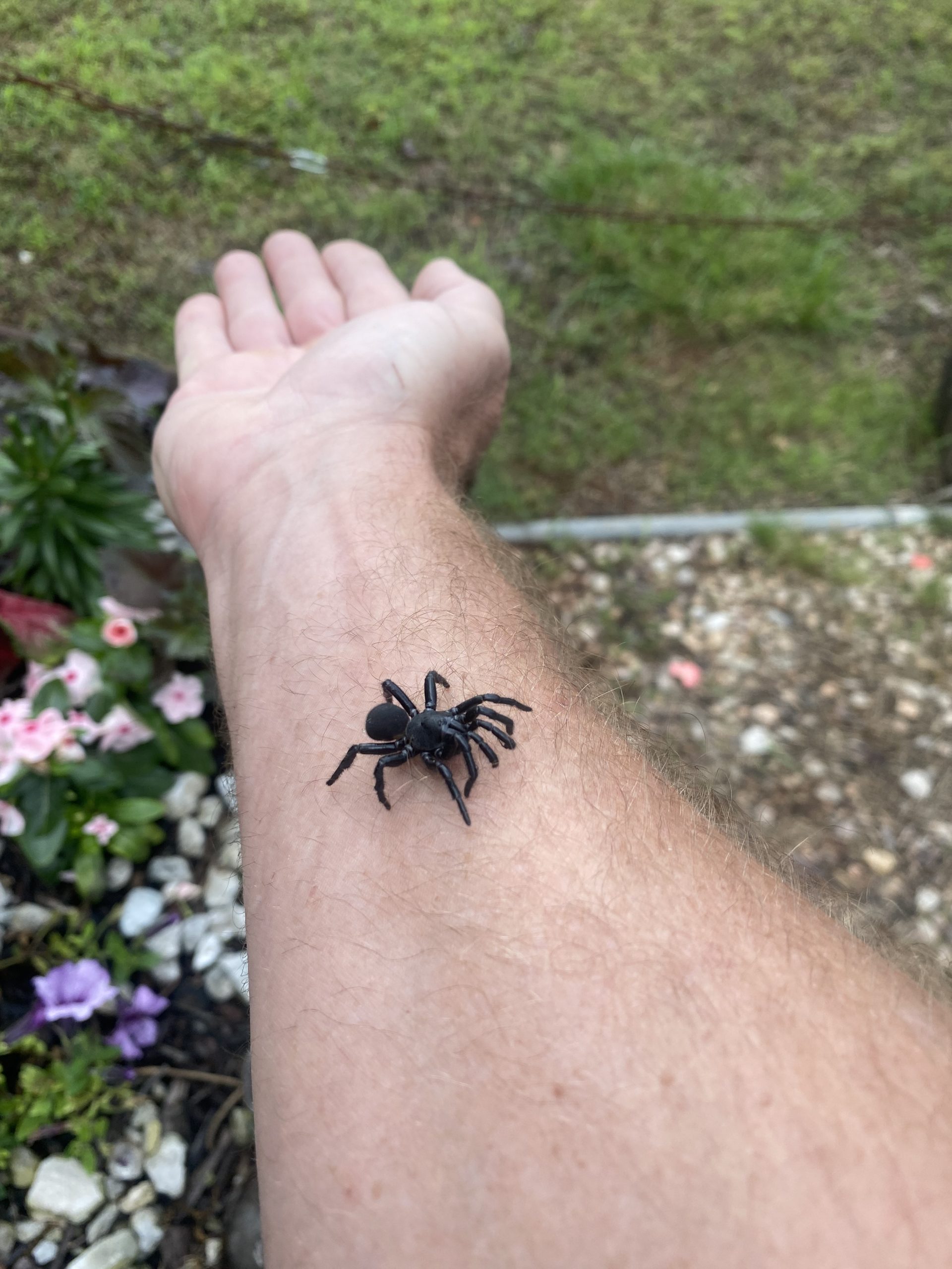 Ummidia - Trap-Door Spider - USA Spiders