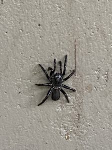 Ummidia - Trap-Door Spider - USA Spiders