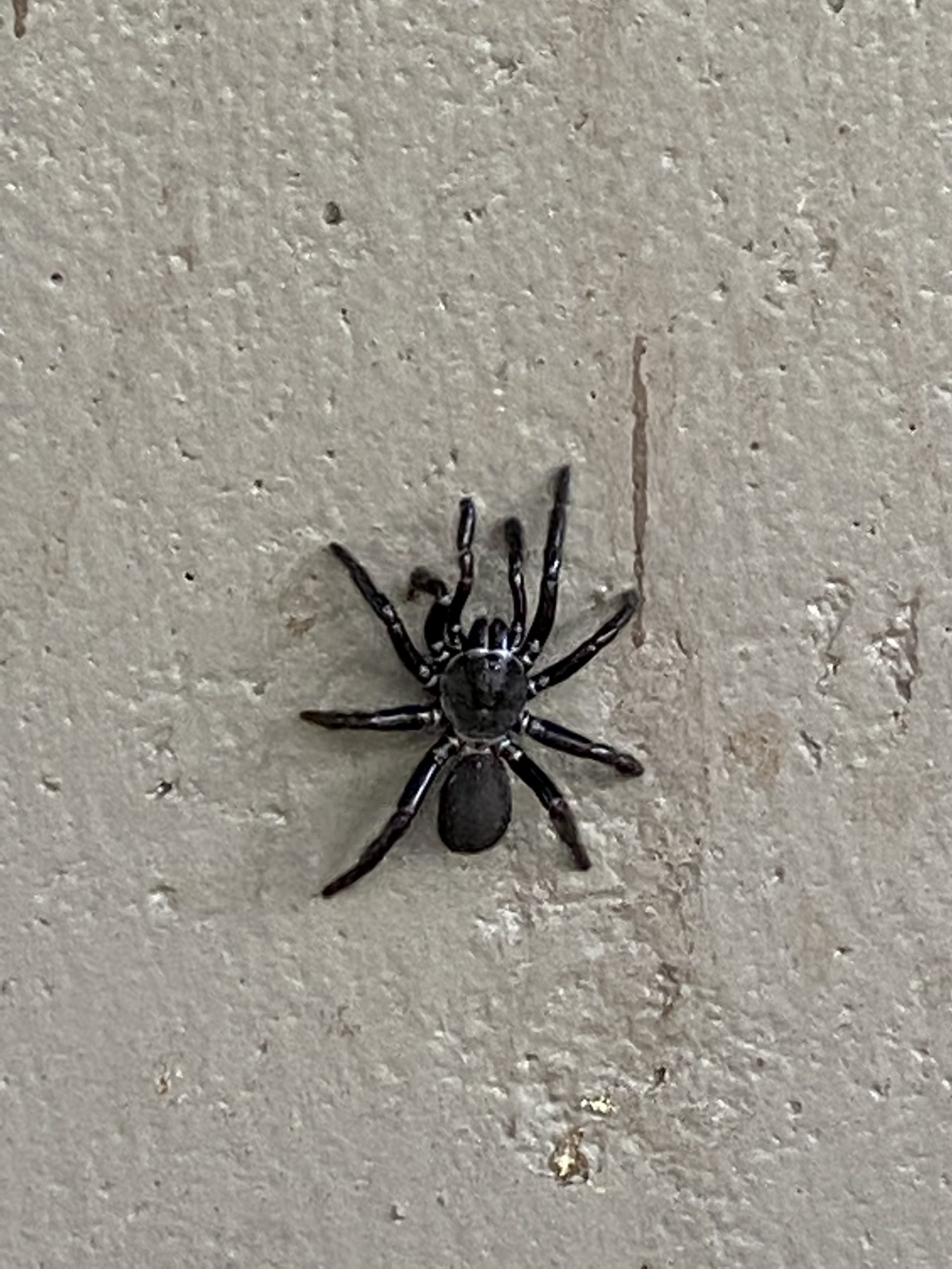 Ummidia - Trap-Door Spider - USA Spiders