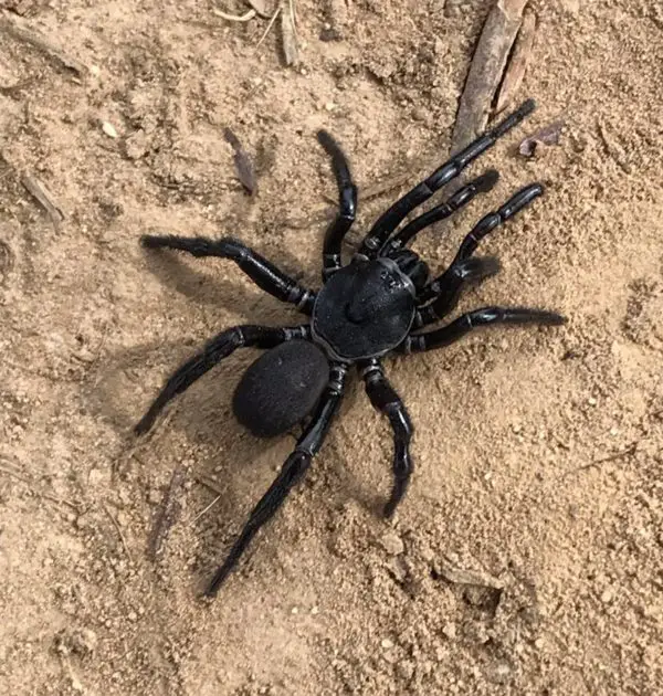 Ummidia - Trap-Door Spider - USA Spiders