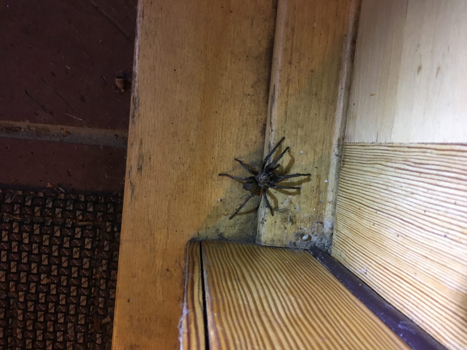 Ummidia - Trap-Door Spider - USA Spiders