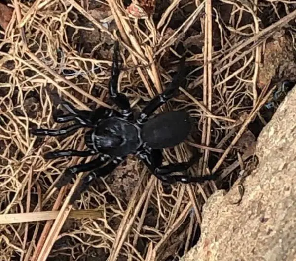 Ummidia - Trap-Door Spider - USA Spiders