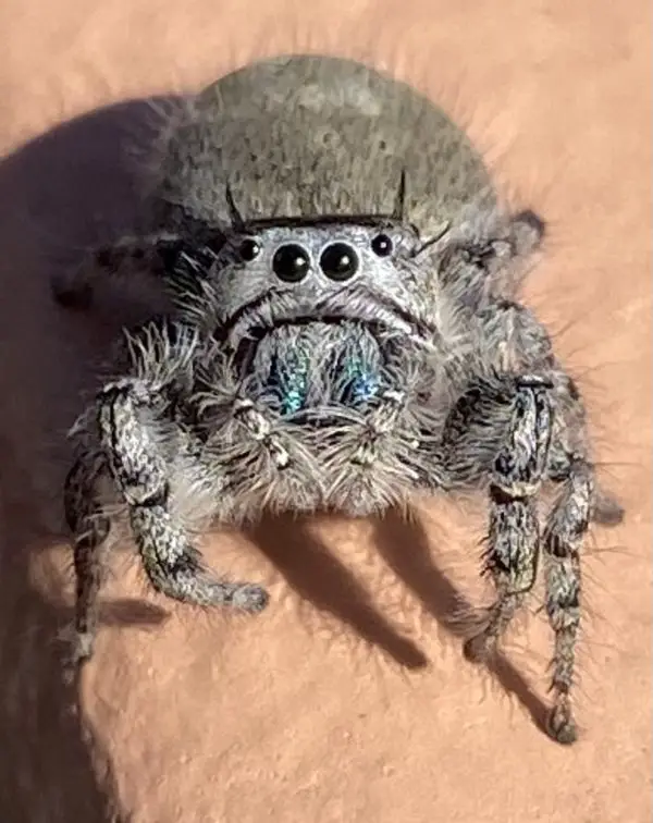 Phidippus Regius - Regal Jumping Spider - USA Spiders